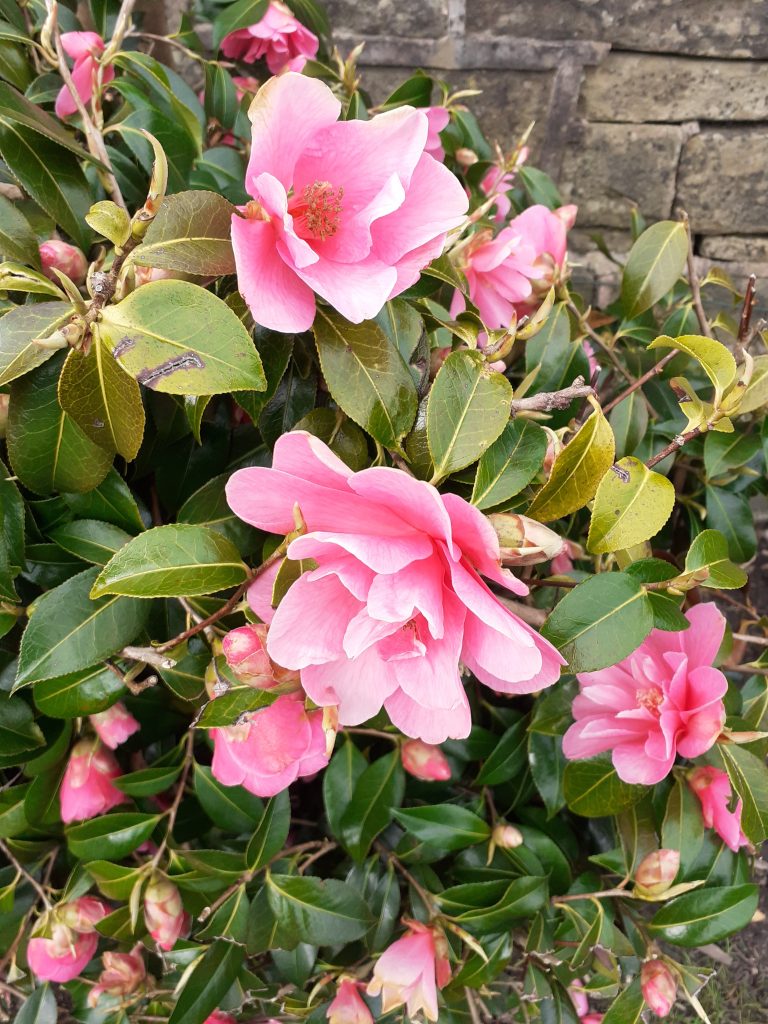 Spring has Sprung in Haworth Park – Haworth Art Gallery – Accrington